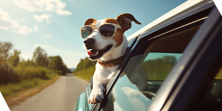 7 Unique Places to Vacation with Your Pet - VetWerx: Veterinary ...